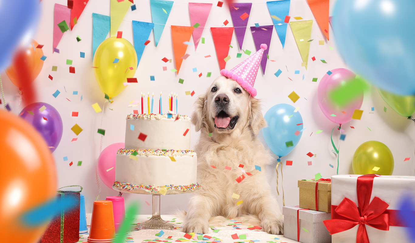 Wiek psa – jak przeliczyć lata psie na ludzkie? - BRIT